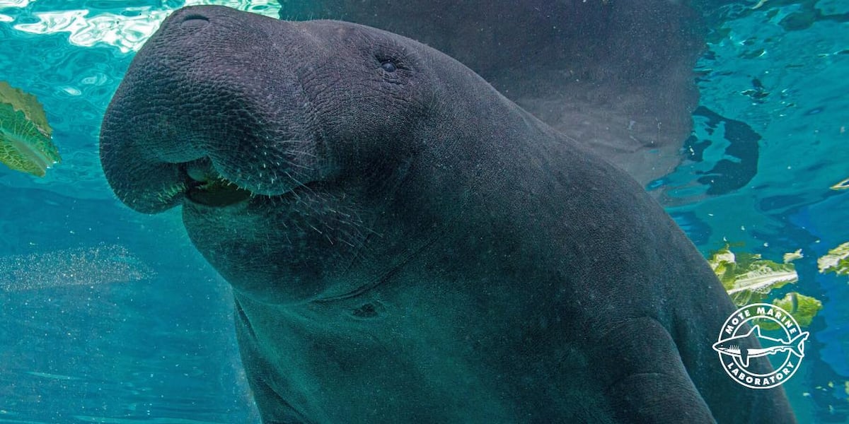 Mote Marine Laboratory releases details on death of Hugh the manatee Mote Marine Laboratory releases details on death of Hugh the manatee